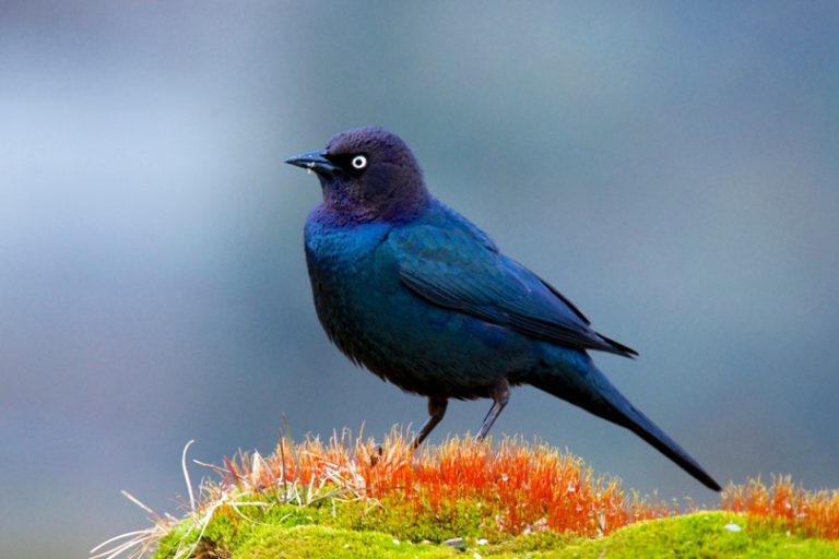 Do Birds Have Ears? How Do They Hear? - Optics Mag