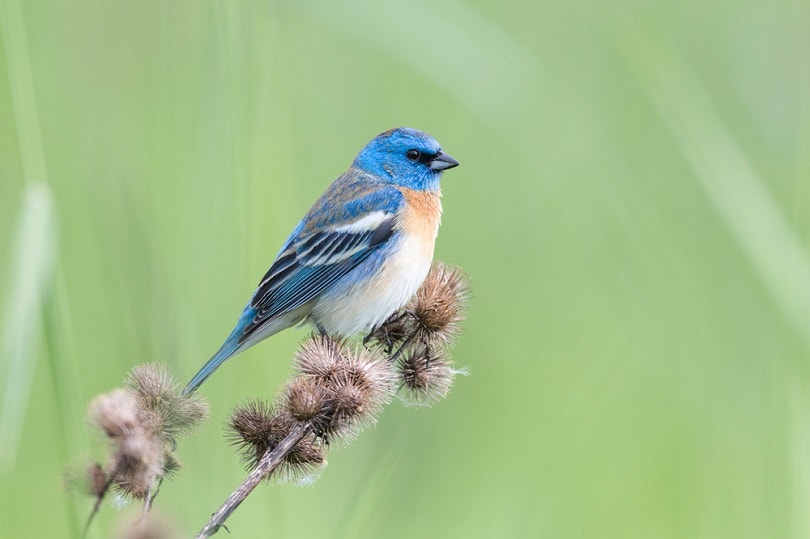 4 Types Of Bluebird Species In The US (With Pictures) - Optics Mag