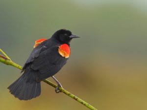 Red-Winged Blackbird: Field Guide, Pictures, Habitat & Info - Optics Mag