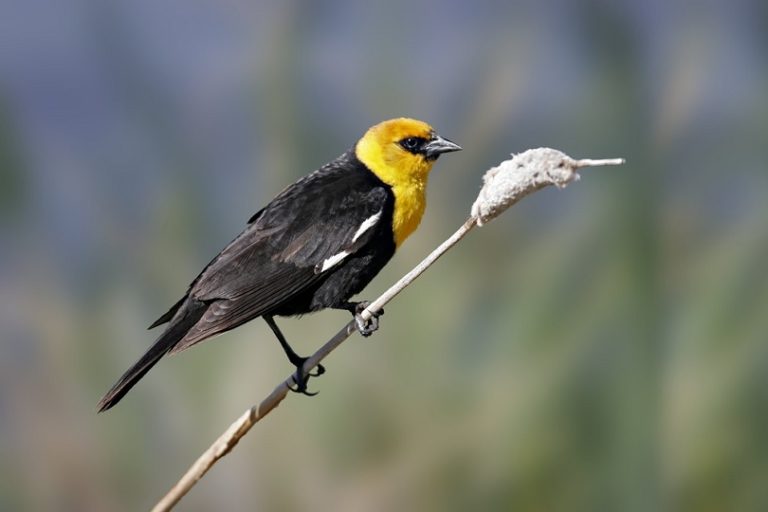 11 Types of Blackbirds in Mexico (With Pictures) - Optics Mag
