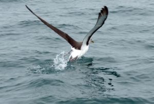 6 Types of Bird Wings (With Pictures & Detailed Information) - Optics Mag