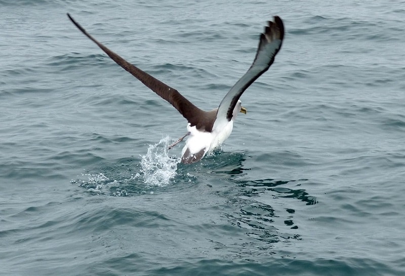 6 Types of Bird Wings (With Pictures & Detailed Information) - Optics Mag
