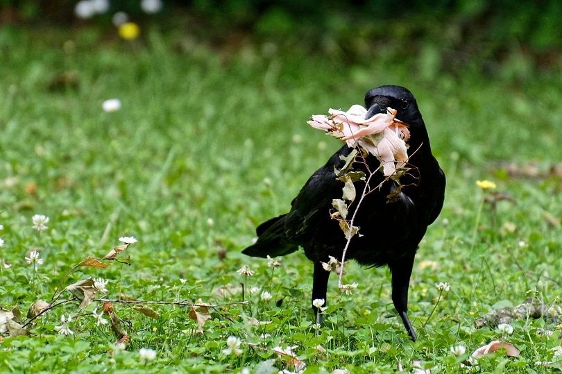 13 Proven Ways to Attract Crows to Your Yard & Feeders (2025 Guide ...