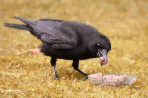 10 Scavenger Birds That Eat Dead Animals (With Pictures) - Optics Mag