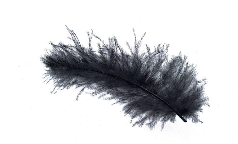 6 Types of Bird Feathers - A Complete Guide (with Pictures) - Optics Mag