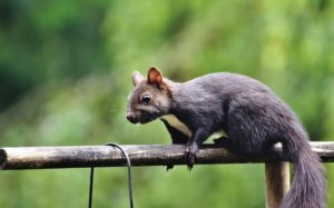 10 Predators That Eat Birds: An Overview - Optics Mag