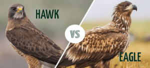 Hawk vs Eagle: What’s the Difference? (With Pictures) - Optics Mag