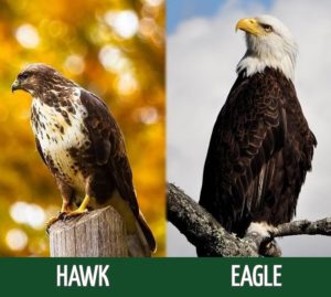 Hawk vs Eagle: What’s the Difference? (With Pictures) - Optics Mag