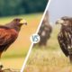 Falcon vs. Eagle: What’s the Difference? (With Pictures) - Optics Mag