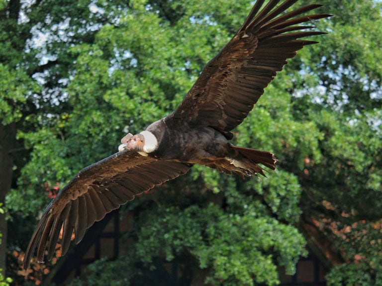 Andean Condor Wingspan: How Big it Is & How it Compares to Other Birds ...