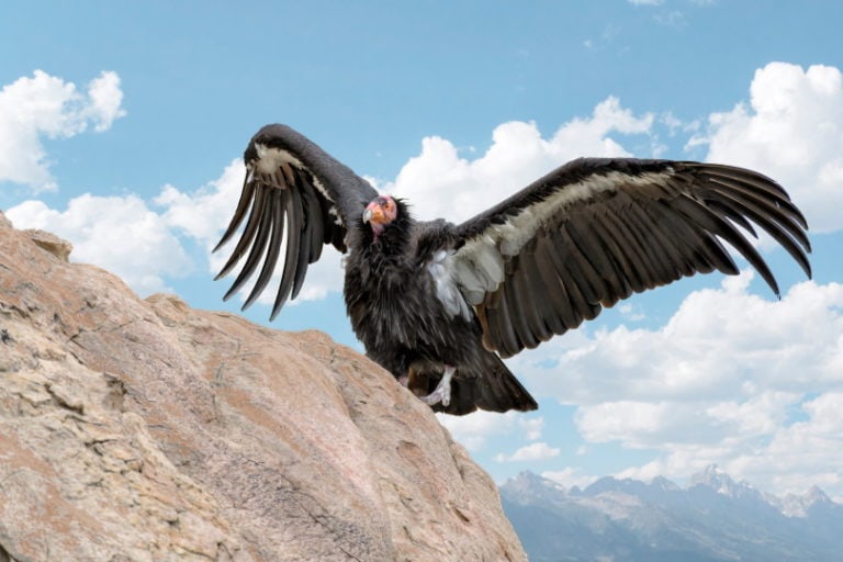 California Condor Wingspan: How Big It Is & How It Compares to Other ...
