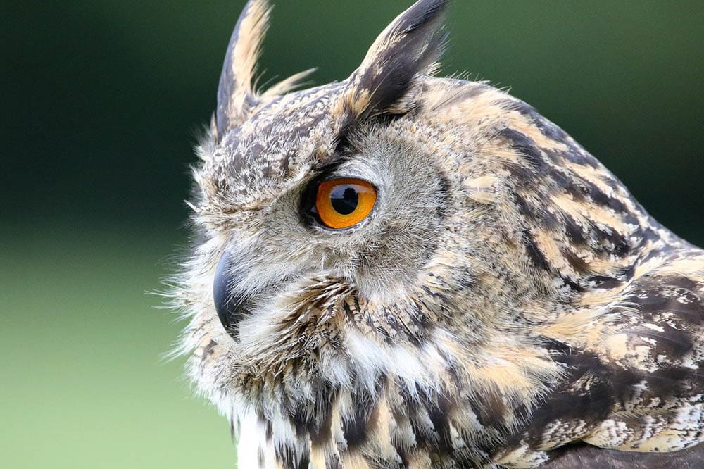53 Fascinating & Fun Owl Facts You Never Knew - Optics Mag