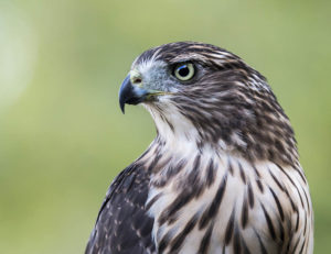 27 Fascinating & Fun Hawk Facts You Never Knew - Optics Mag