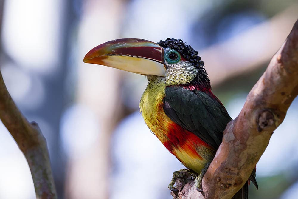 9 Fascinating Rainforest Birds (With Pictures) - Optics Mag
