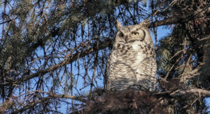 Top 6 Largest Owls in the World (With Pictures) - Optics Mag