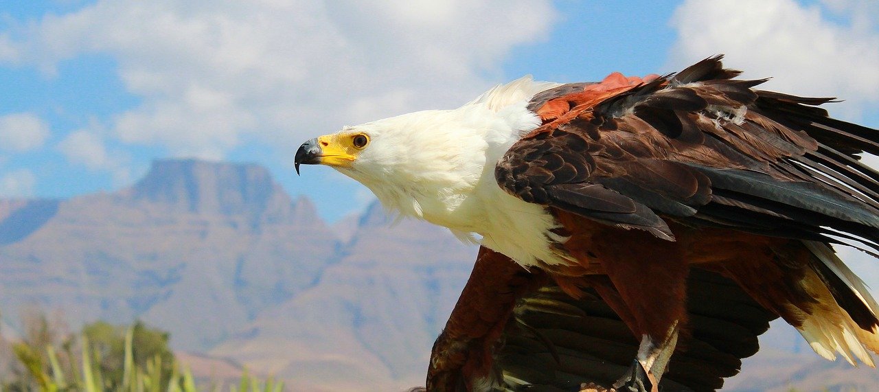24 Fascinating & Fun Eagle Facts You Never Knew - Optics Mag