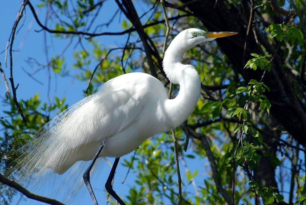 9 Fascinating Rainforest Birds (With Pictures) - Optics Mag