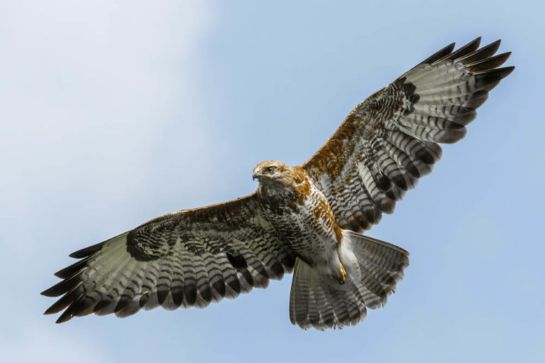 Hawk Wingspan: How Big It Is & How It Compares to Other Birds - Optics Mag