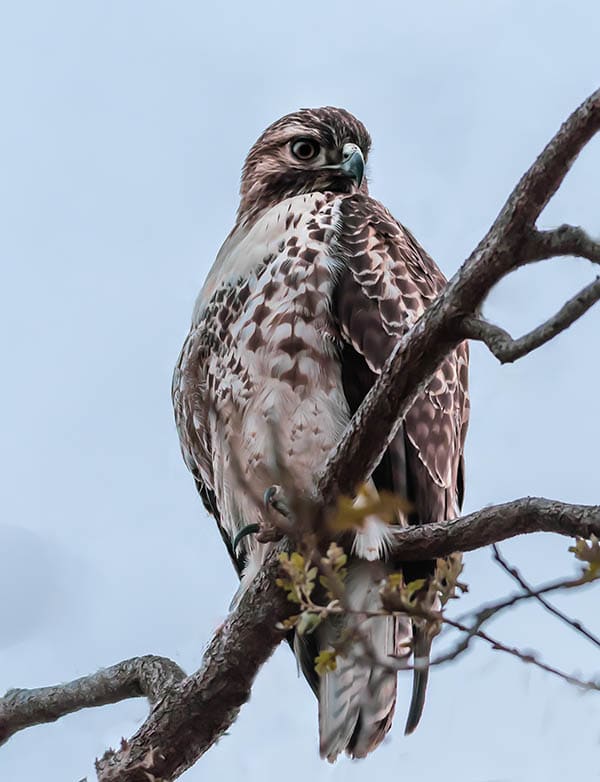 8 Bird of Prey Species in Florida (With Pictures) - Optics Mag