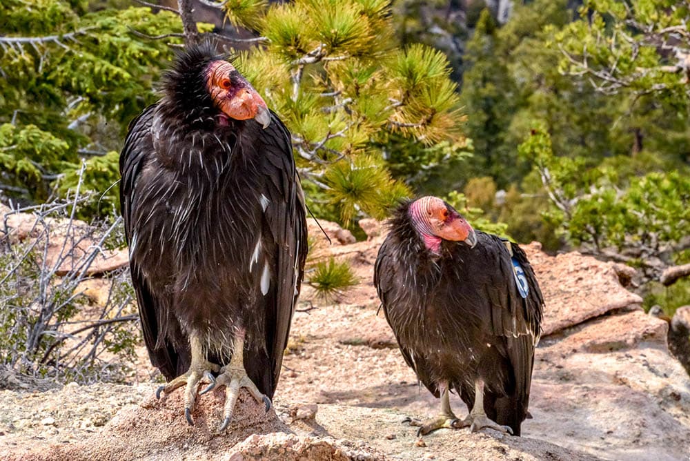 23 Fascinating & Fun California Condor Facts You Never Knew - Optics Mag