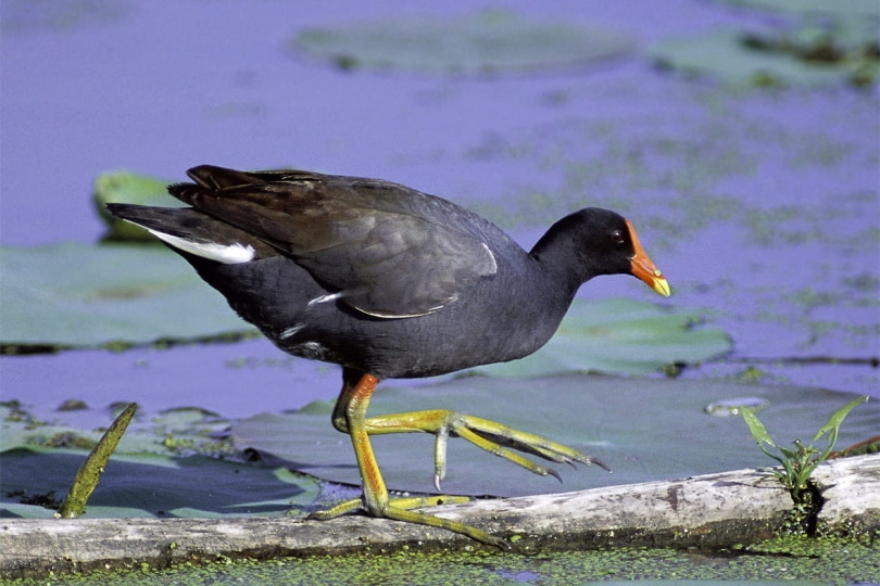 30 Water Bird Species in Florida (With Pictures) - Optics Mag