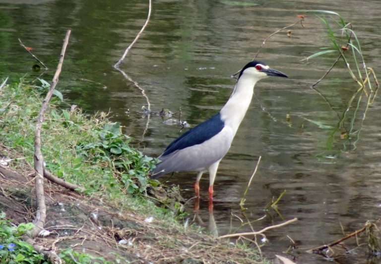 30 Water Bird Species in Florida (With Pictures) - Optics Mag