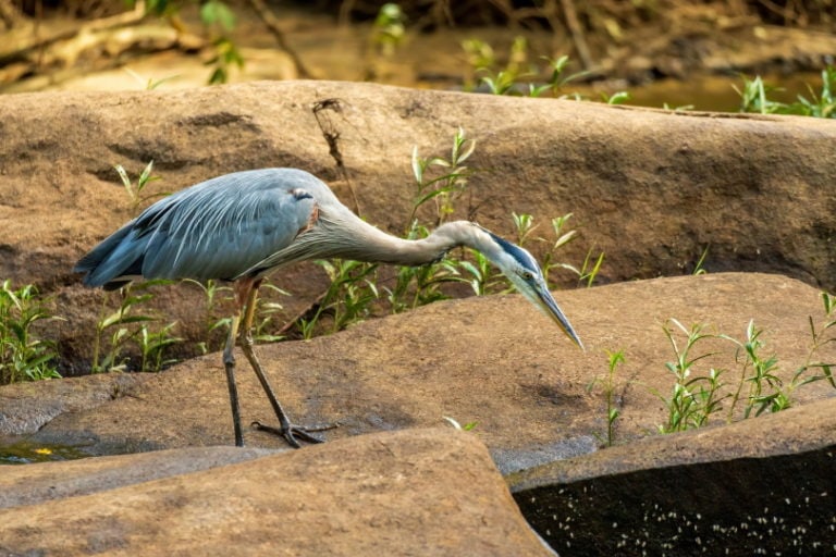 Great Blue Heron: Field Guide, Pictures, Habitat & Info - Optics Mag