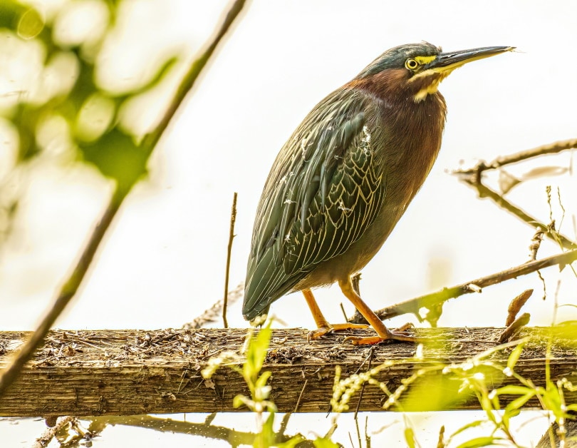 30 Water Bird Species in Florida (With Pictures) - Optics Mag