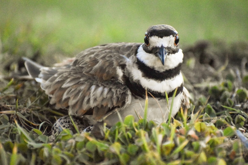 13 Birds That Lay Their Nests On The Ground (With Pictures) - Optics Mag
