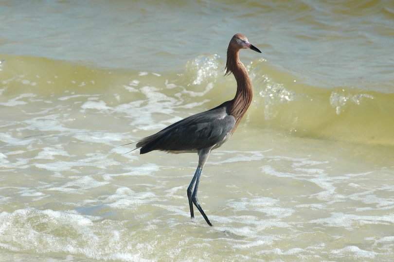30 Water Bird Species in Florida (With Pictures) - Optics Mag