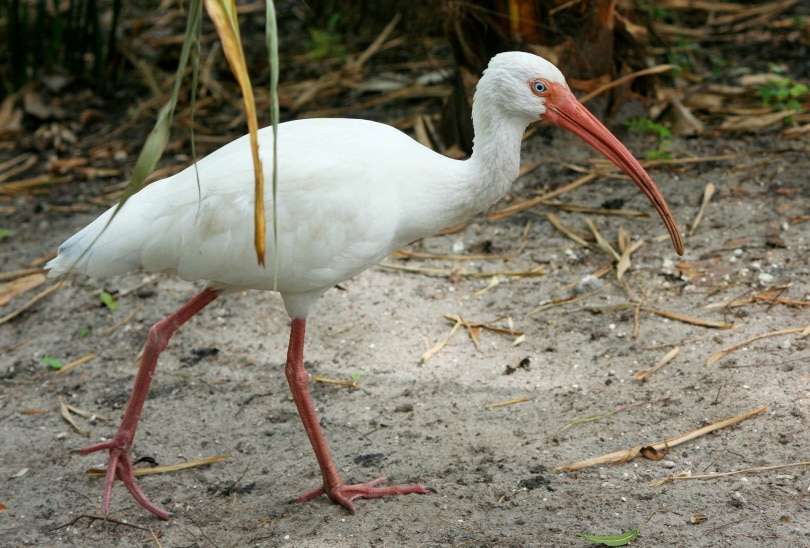 30 Water Bird Species in Florida (With Pictures) - Optics Mag