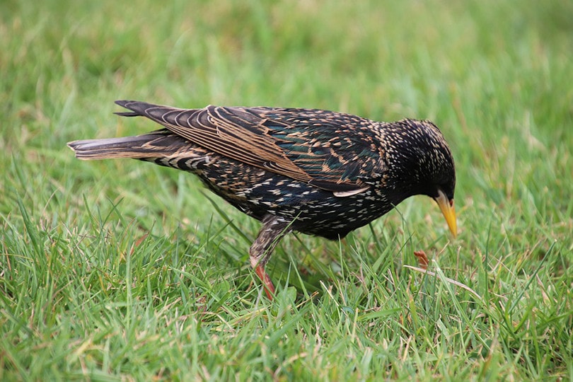 European Starling: Field Guide, Pictures, Habitat & Info - Optics Mag