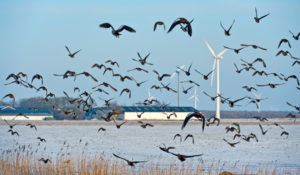 How Fast Do Birds Fly? What The Science Tells Us - Optics Mag