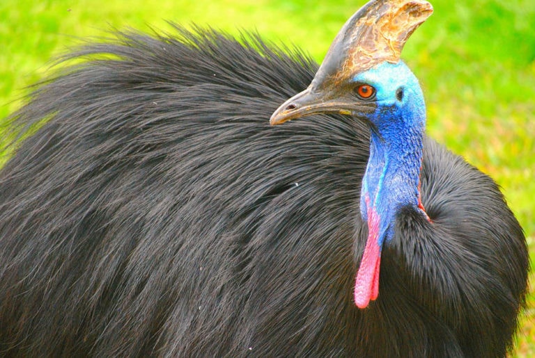 11 Birds That Attack Humans: What You Need to Know (With Pictures ...