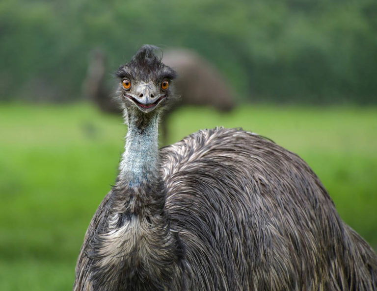 17 Birds That Can't Fly (With Pictures) - Optics Mag