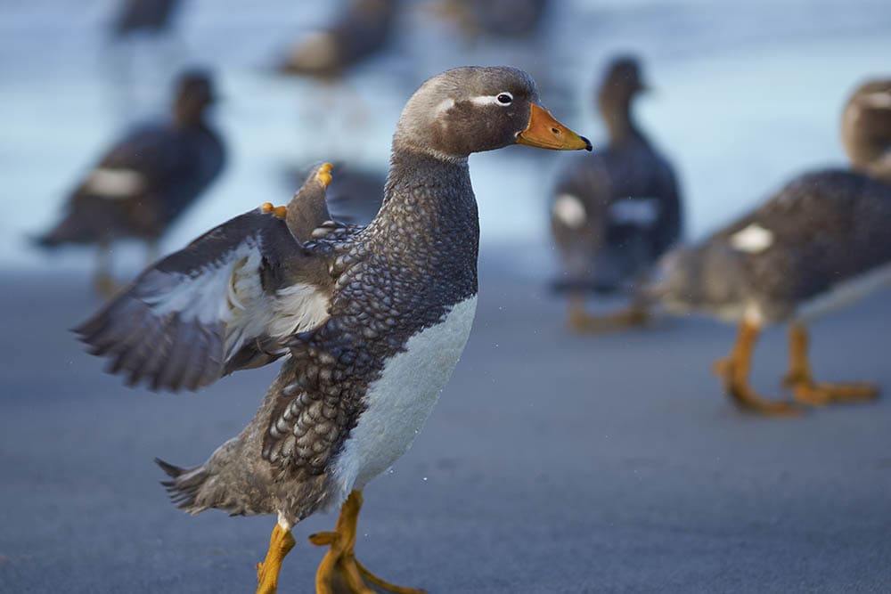 17 Birds That Can't Fly (With Pictures) - Optics Mag