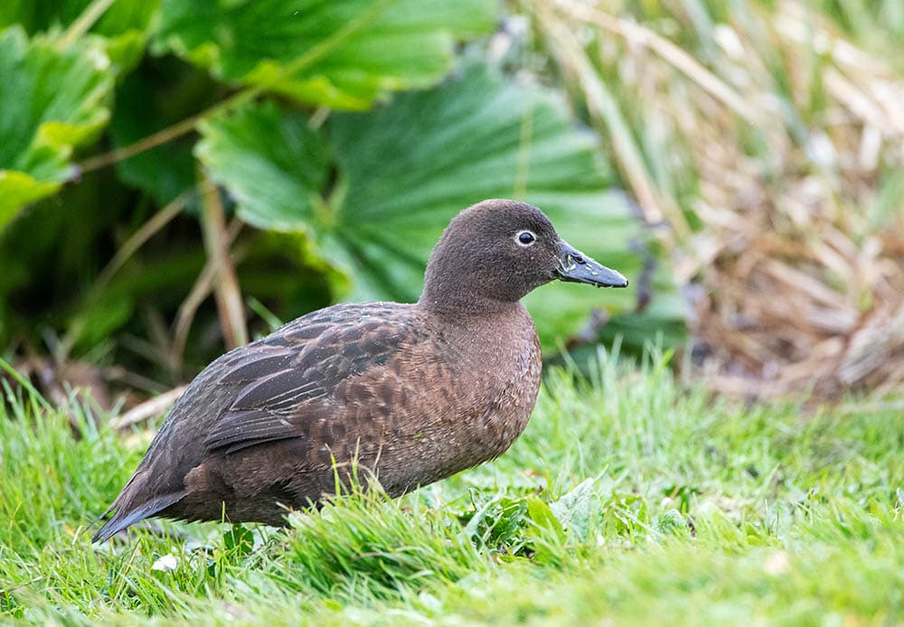 17 Birds That Can't Fly (With Pictures) - Optics Mag