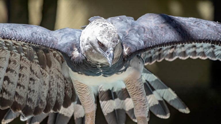 Harpy Eagle Wingspan: How Big It Is & How It Compares To Other Birds - Optics Mag