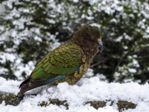 Are Birds Cold-Blooded? What You Need to Know! - Optics Mag