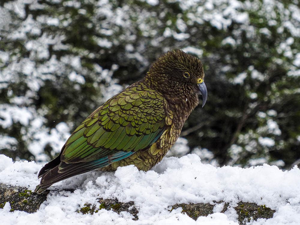 Are Birds Cold-Blooded? What You Need to Know! - Optics Mag