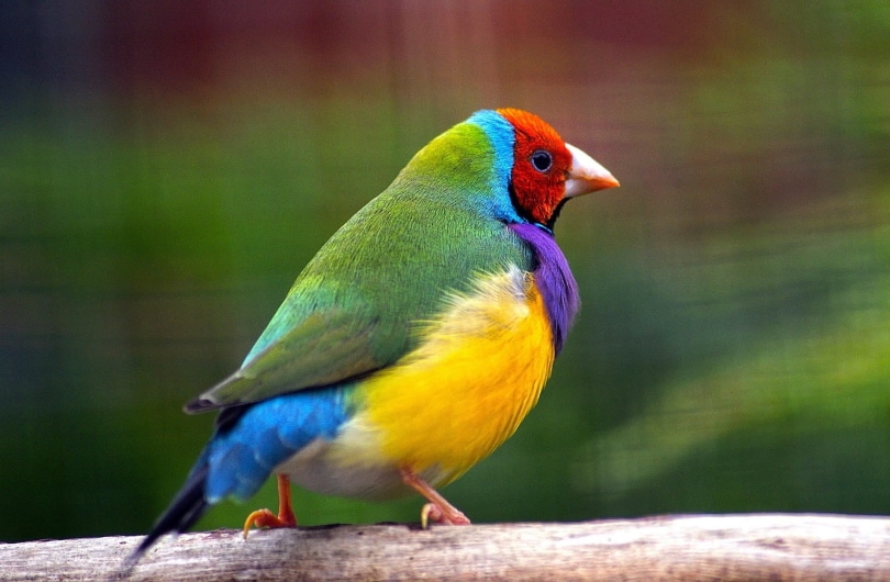Do Birds Fart? The Answer May Surprise You! - Optics Mag