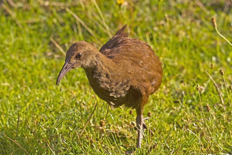 17 Birds That Can't Fly (With Pictures) - Optics Mag