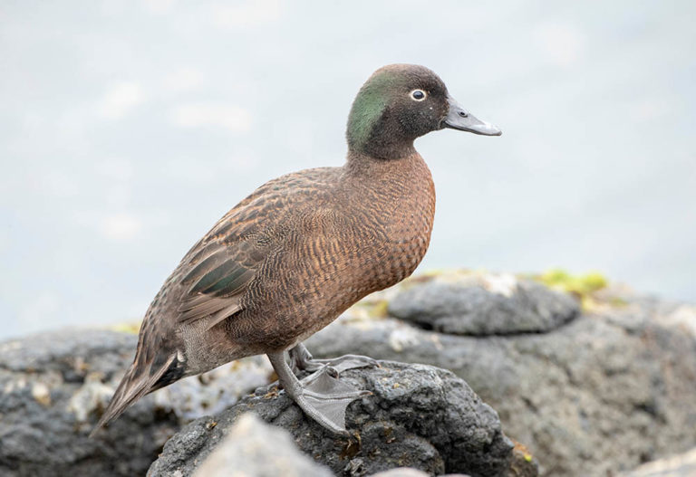 Do Birds Have Ears? How Do They Hear? - Optics Mag