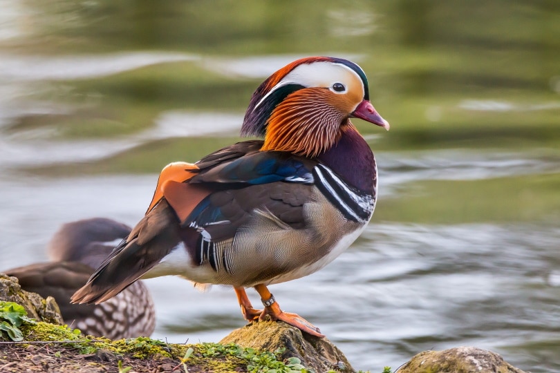27 of the Most Colorful Birds in the World (With Pictures) - Optics Mag