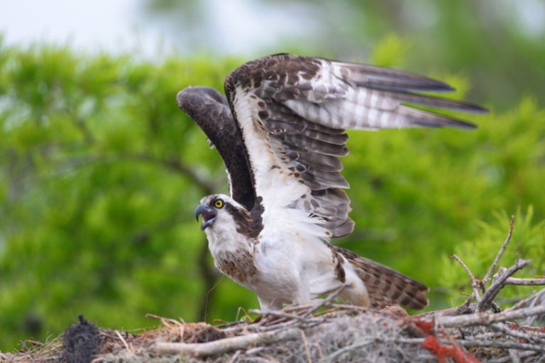 Osprey Wingspan: How Big Is It & How It Compares to Other Birds ...