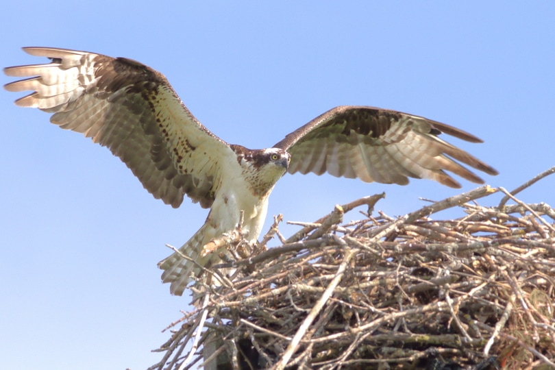 Osprey Wingspan: How Big Is It & How It Compares to Other Birds ...