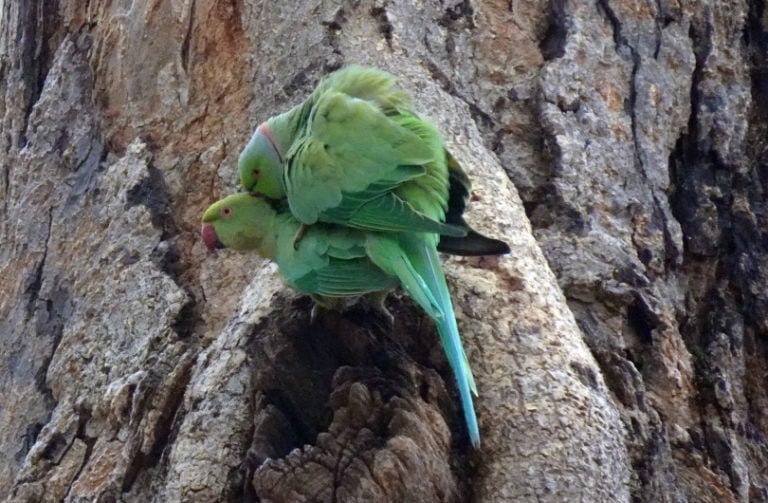 How Do Birds Mate? (Courtship, Rituals, and Sex) - Optics Mag