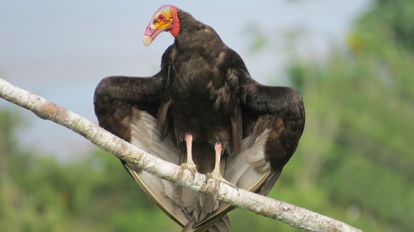 18 Interesting & Fun Turkey Vulture Facts You Will Love to Know ...