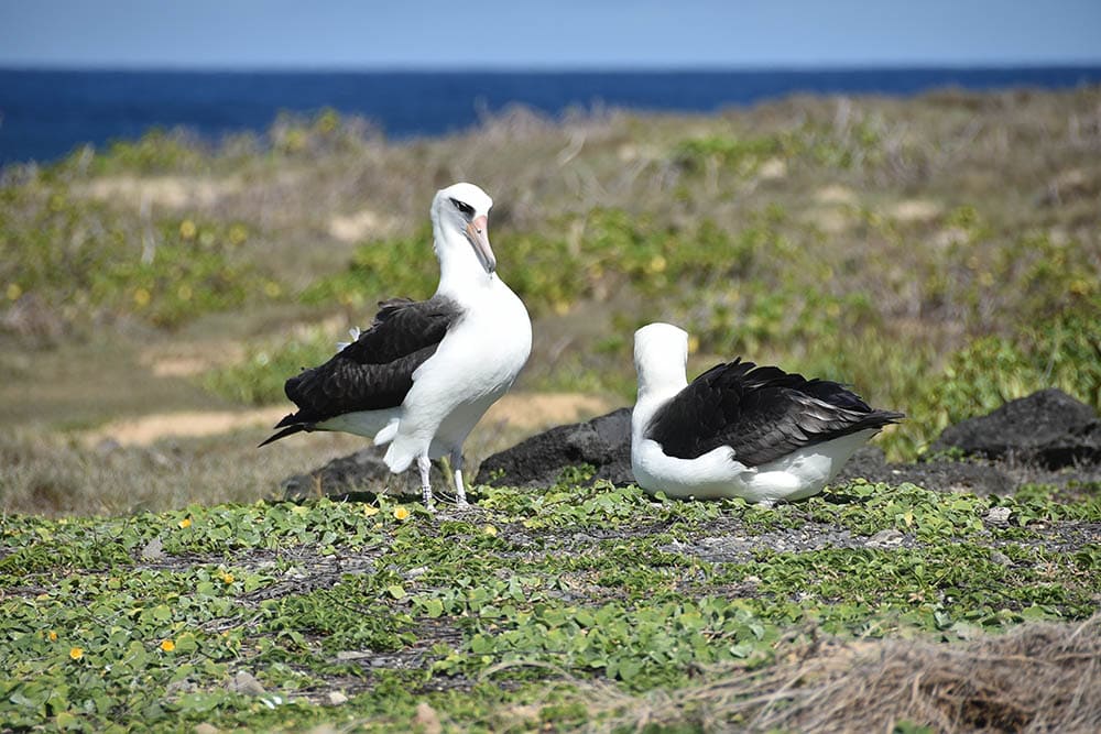 Do Birds Mate for Life? How Do Species Differ? - Optics Mag