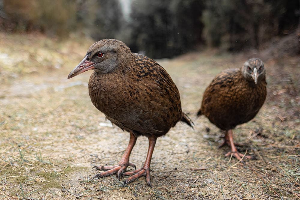 17 Birds That Can't Fly (With Pictures) - Optics Mag